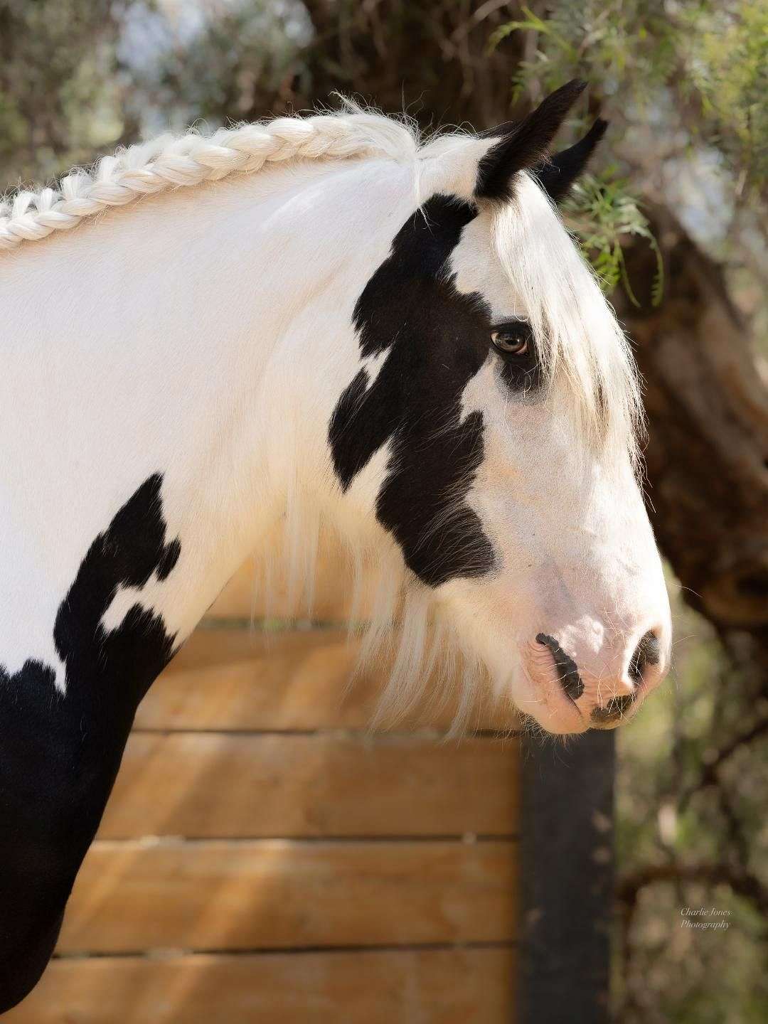 Gypsy Vanner Mare Flashy