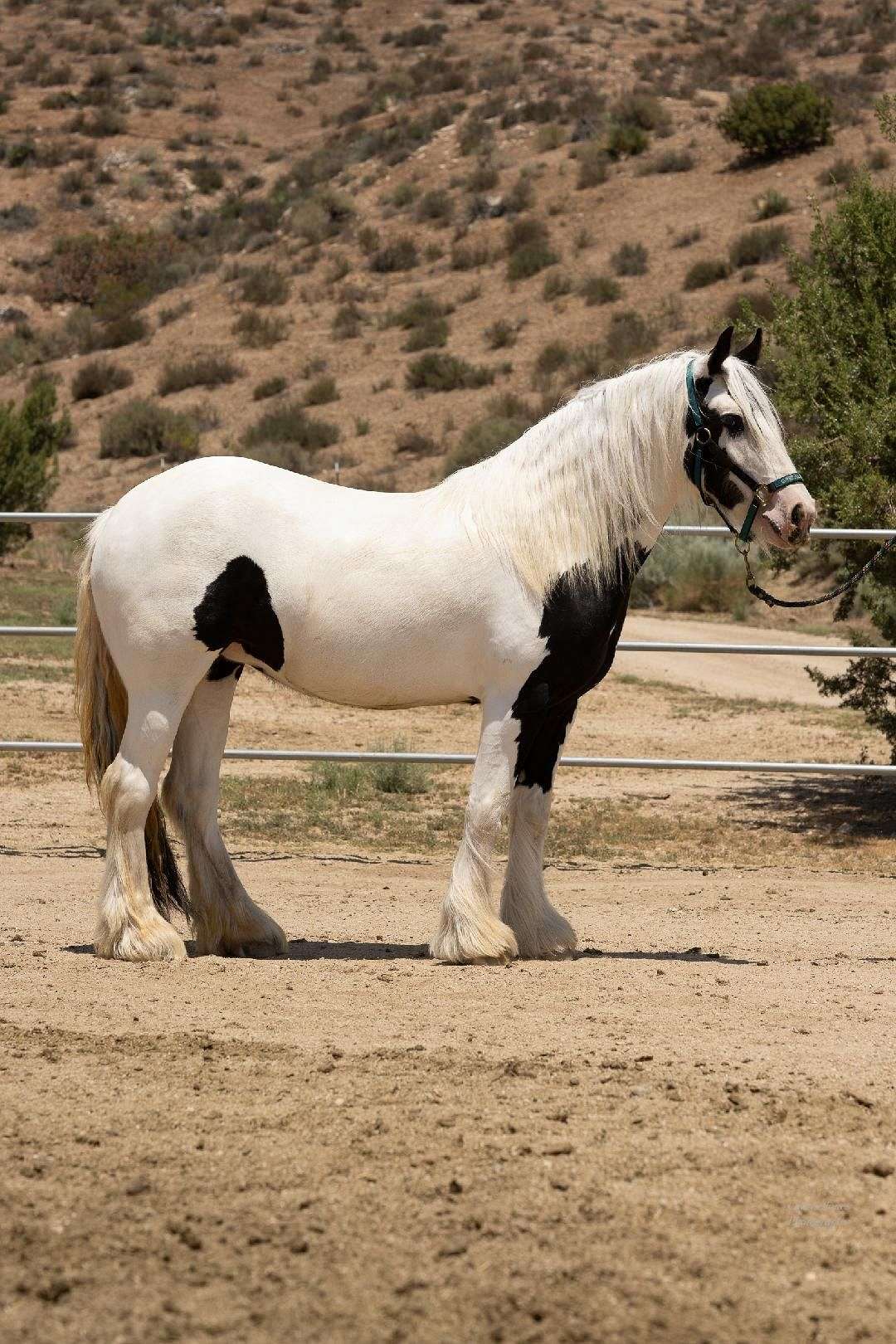 Gypsy Vanner Mare Flashy