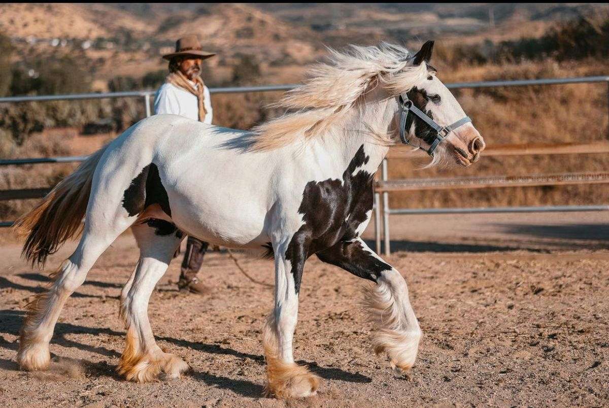 Gypsy Vanner Mare Flashy