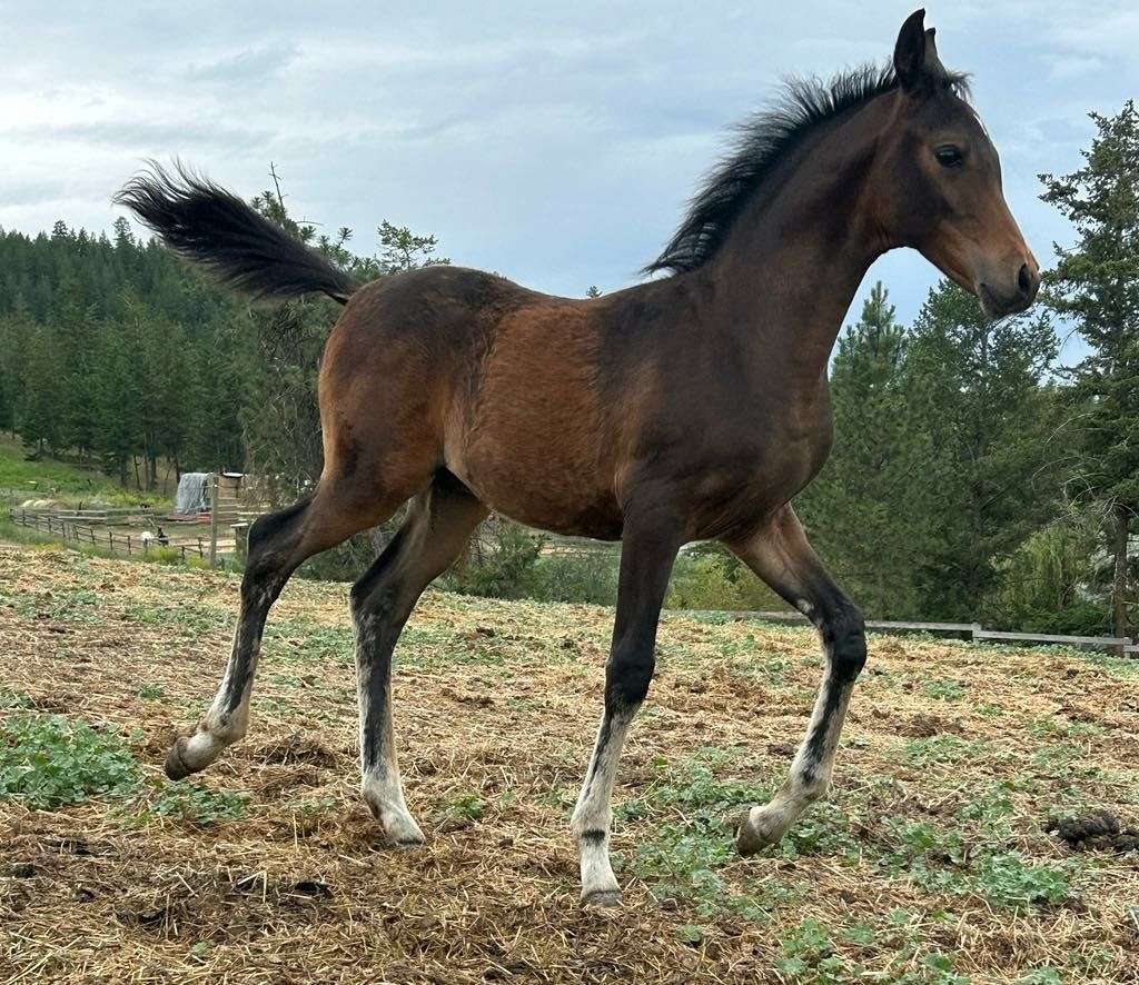 Stunning Purebred Arabian Colt