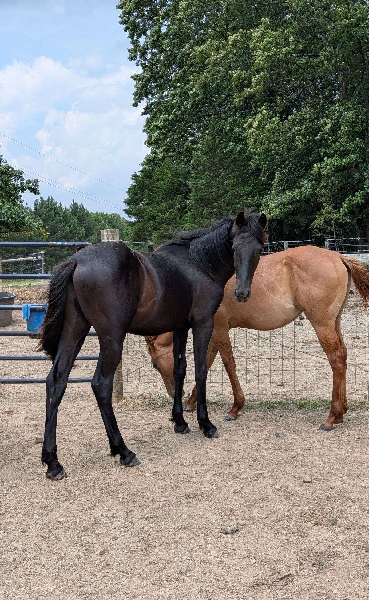 Friesian/QH Stud Colt