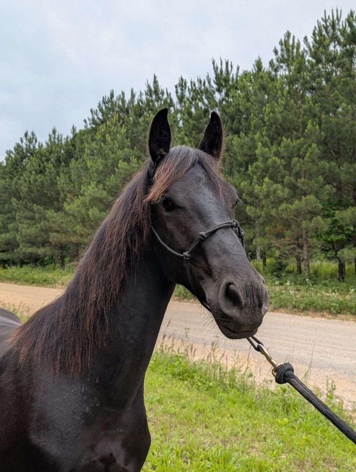 Friesian/QH Stud Colt