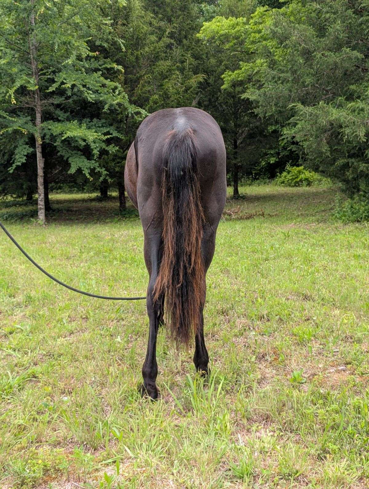 Friesian/QH Stud Colt