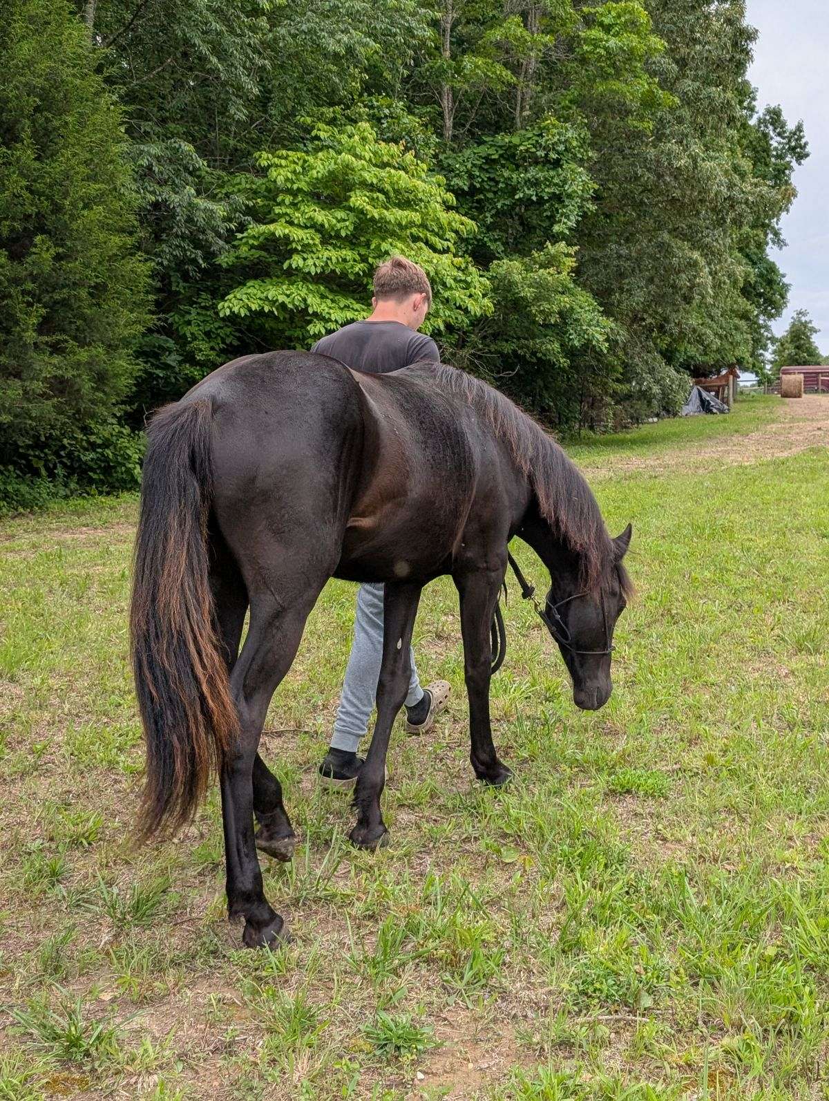 Friesian/QH Stud Colt