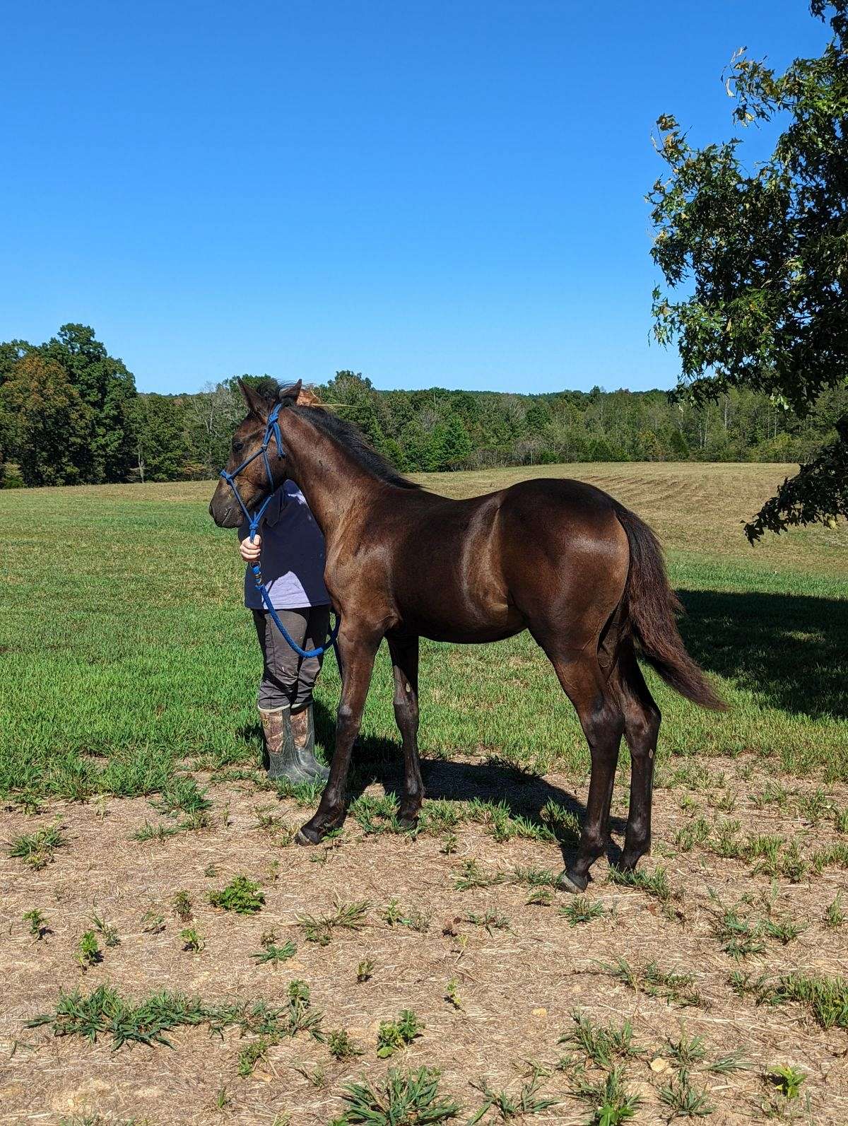 Friesian/QH Stud Colt
