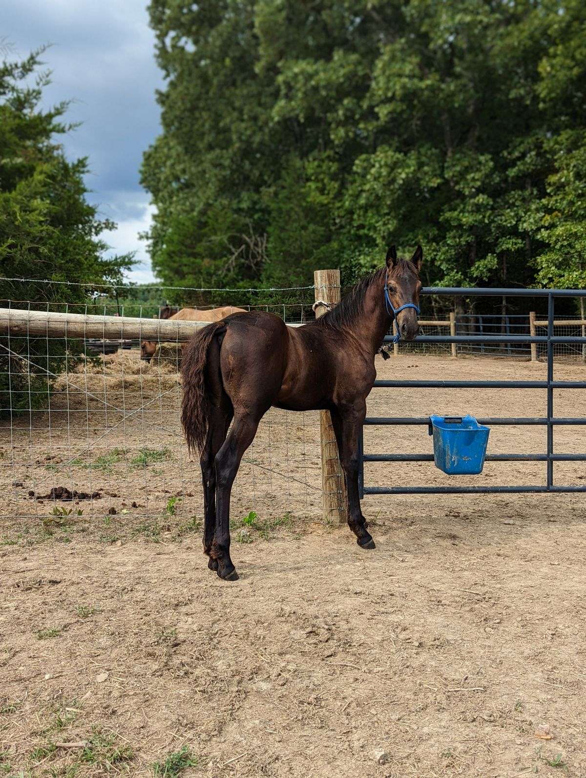 Friesian/QH Stud Colt