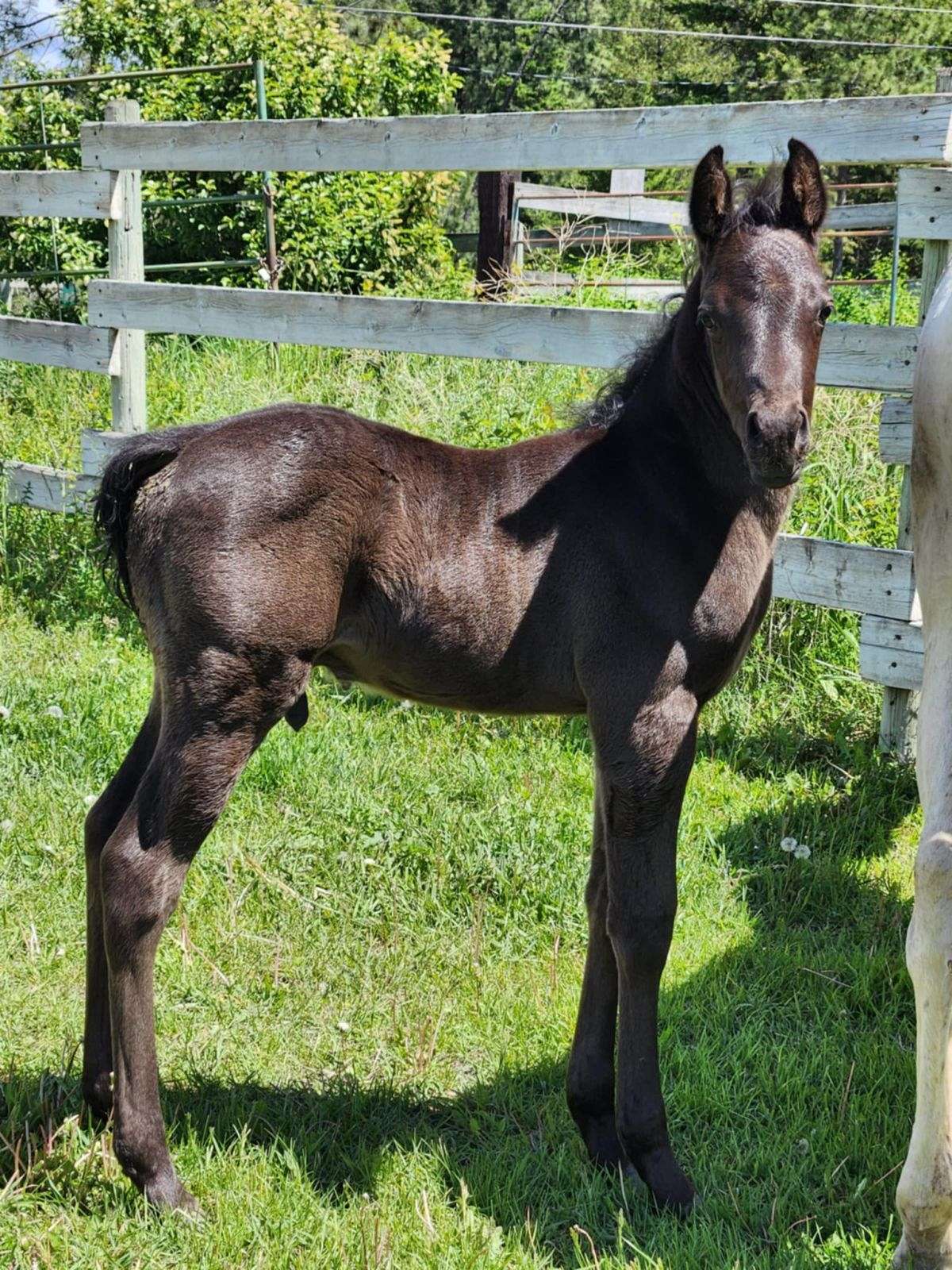 Sale Pending Absolutely Stunning Smoky Black Quarab Colt