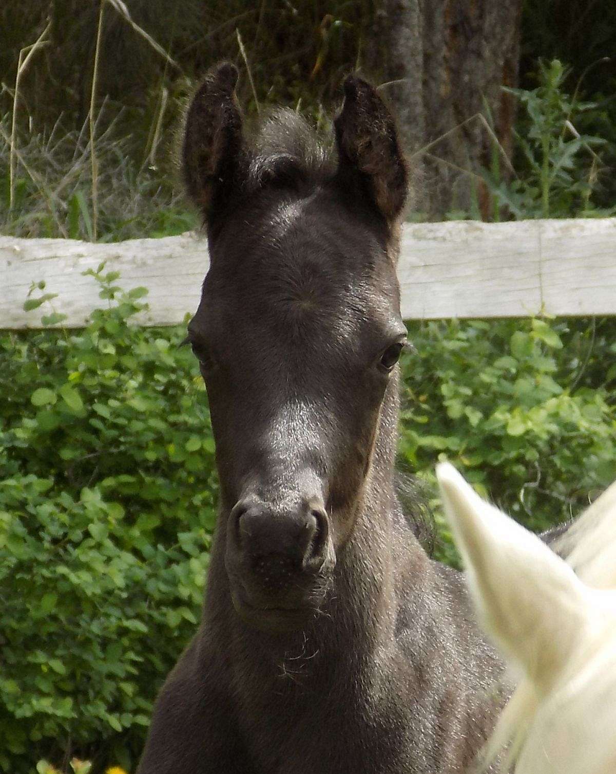 Sale Pending Absolutely Stunning Smoky Black Quarab Colt