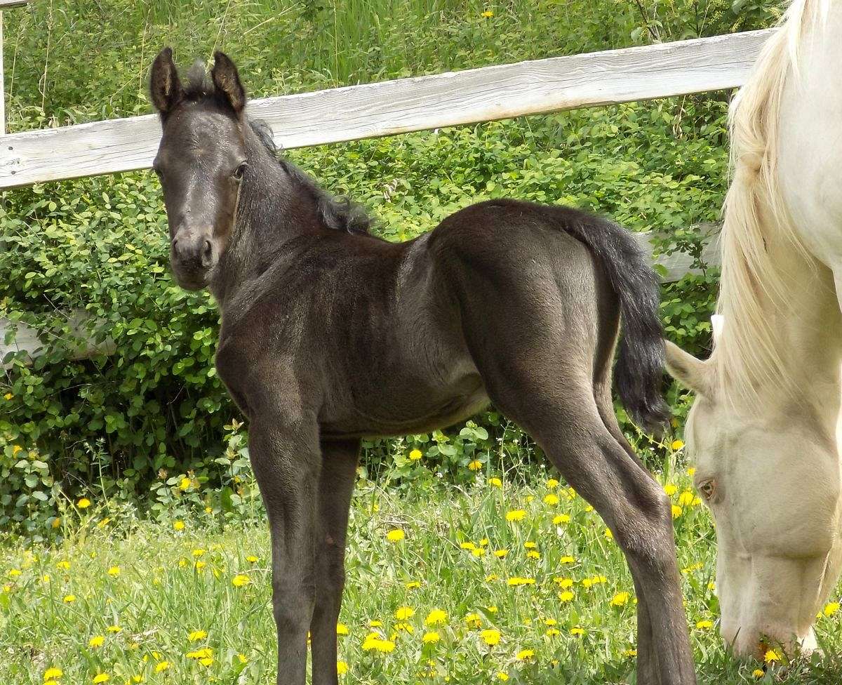 Sale Pending Absolutely Stunning Smoky Black Quarab Colt