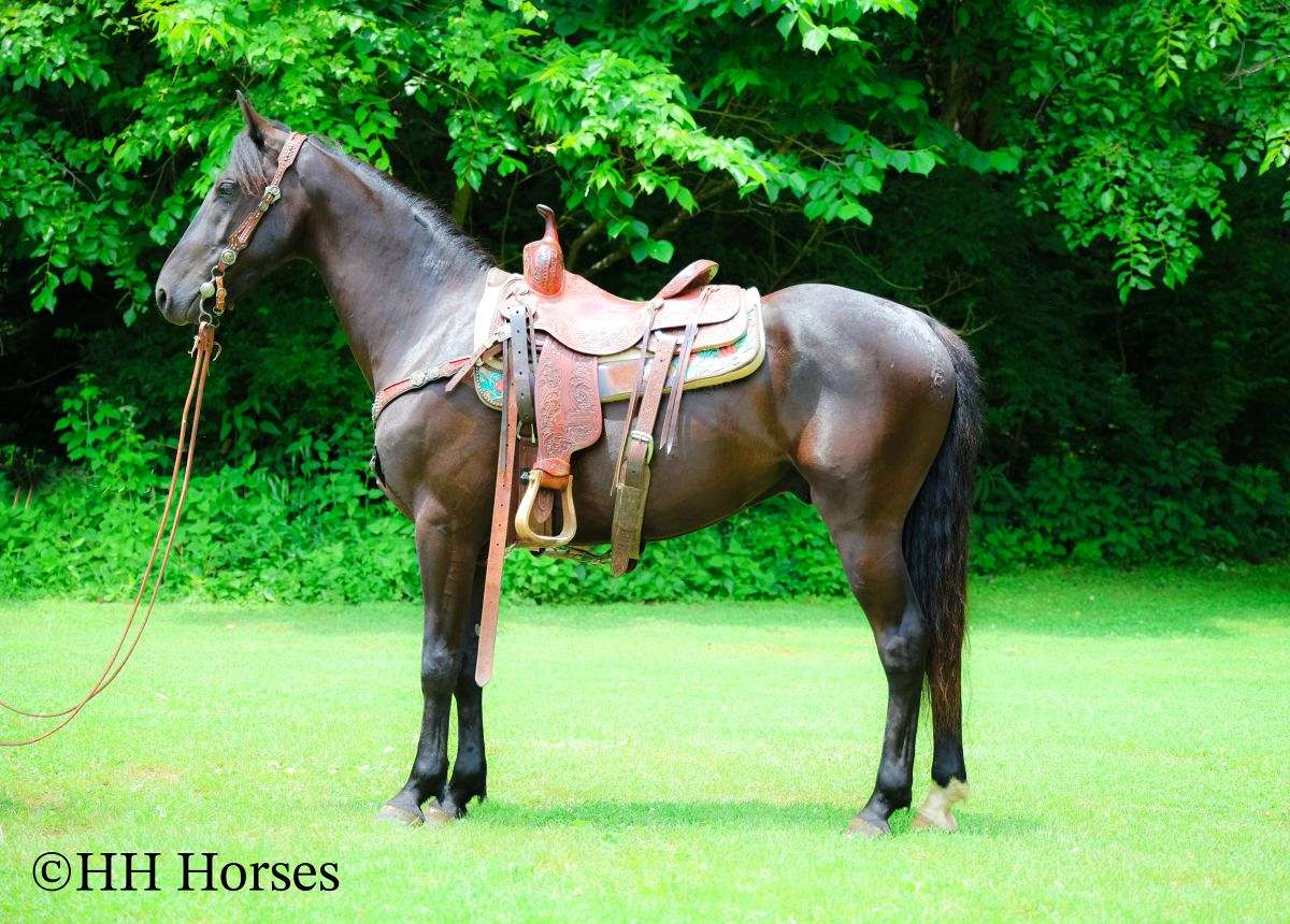 Really Obedient, Handsome Registered Black Morgan Gelding, Rides Nicely