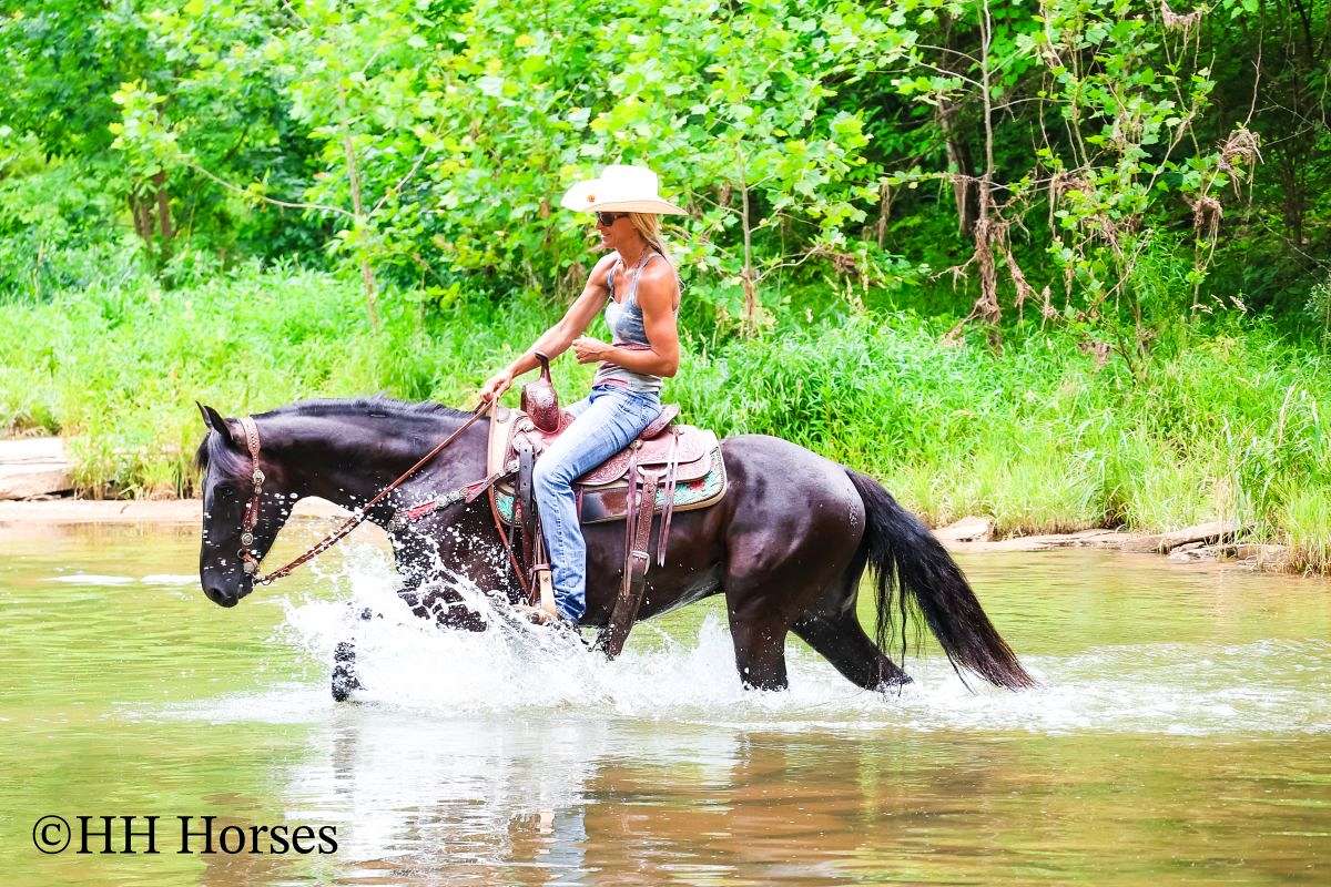 Really Obedient, Handsome Registered Black Morgan Gelding, Rides Nicely