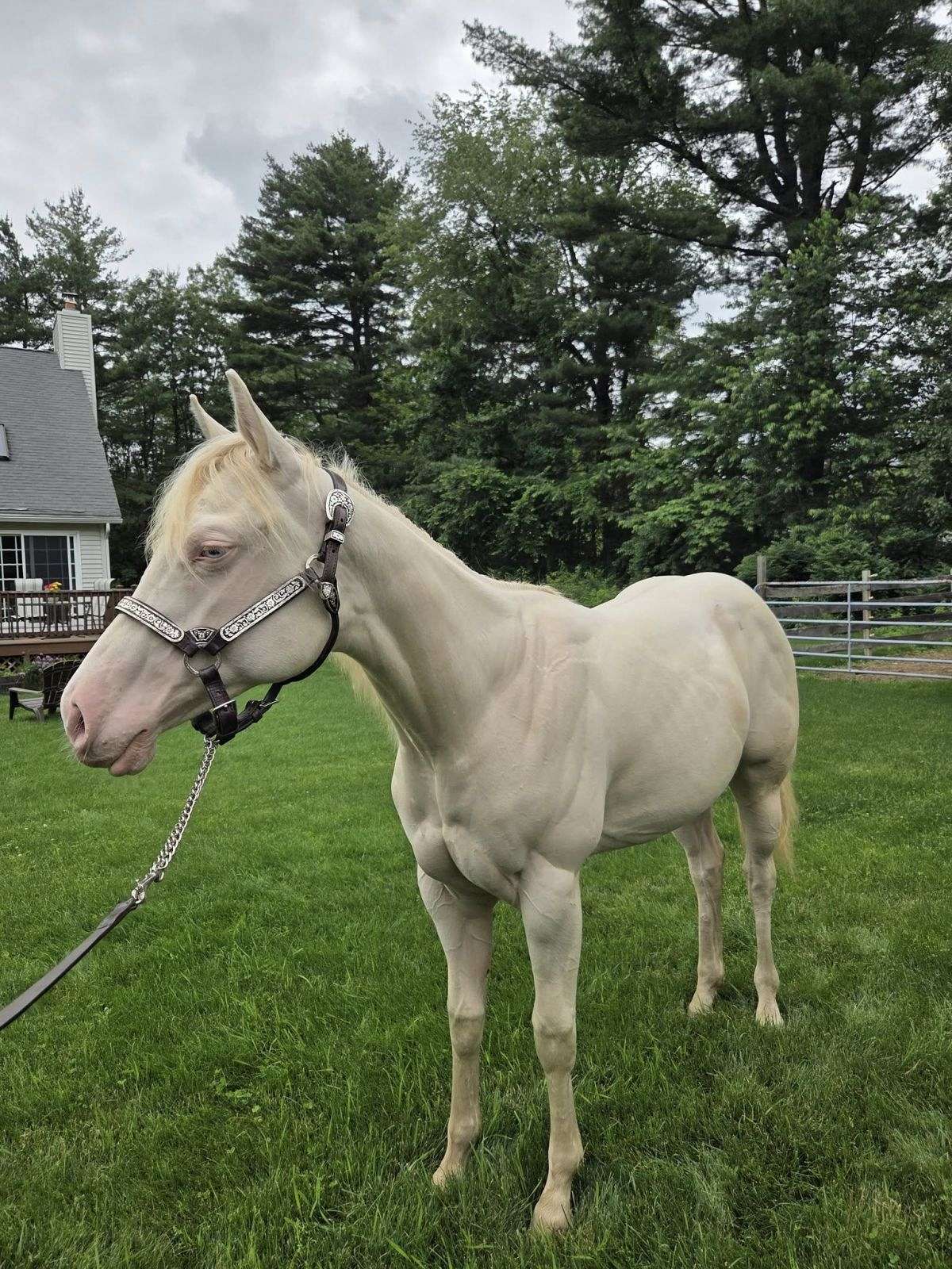 Gorgeous Perlino AQHA Yearling Filly