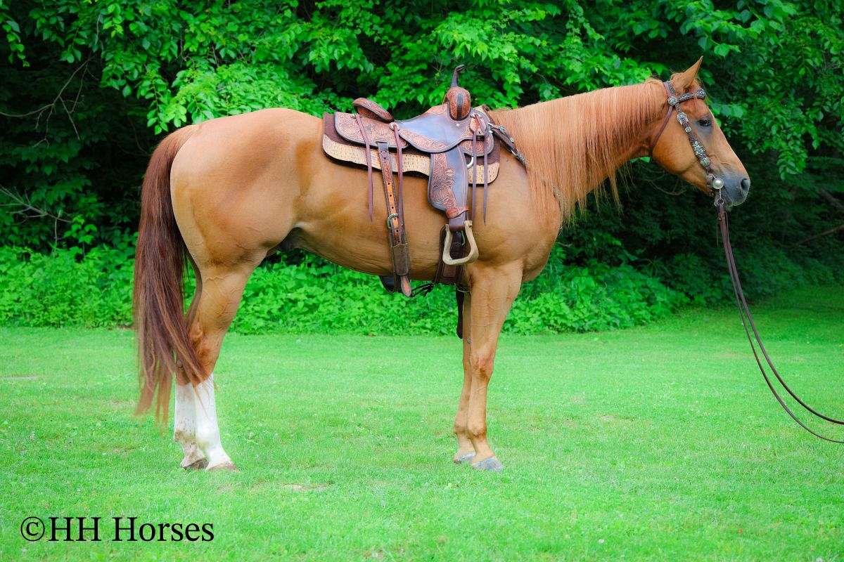 Really Nice Gentle Well Bred Corona Cartel & First Down Dash On Papers