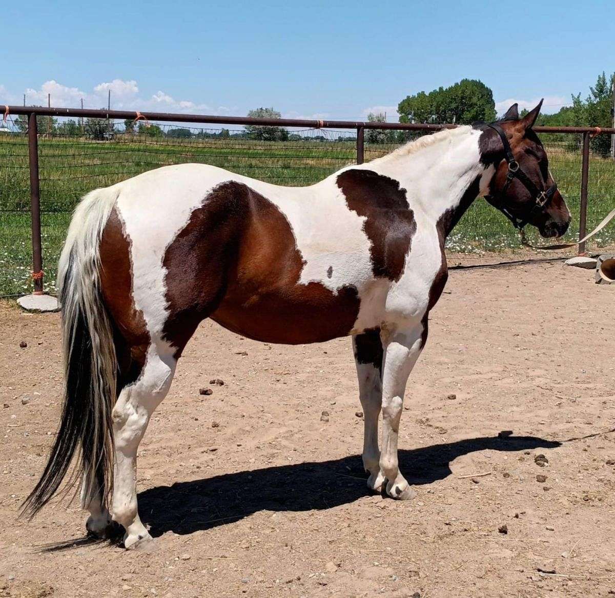 Romeo - Gorgeous APHA Gelding