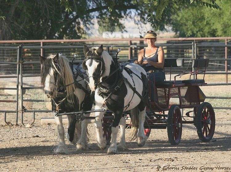 Zelda & Ganieda - Mother/Daughter Gypsy Cross Driving Team - Pending