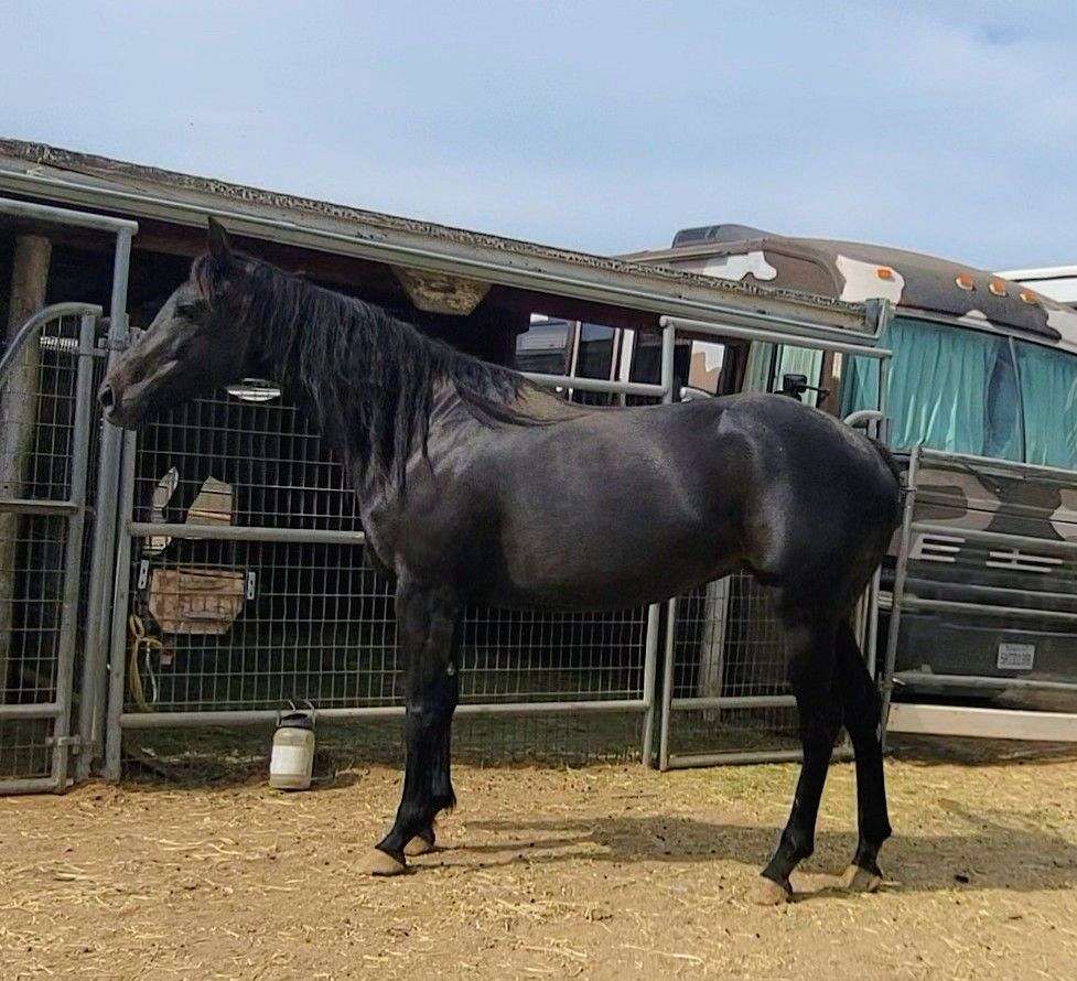 Black and Beautiful Great Loving Personality &Athletic Warmblood Type Mare