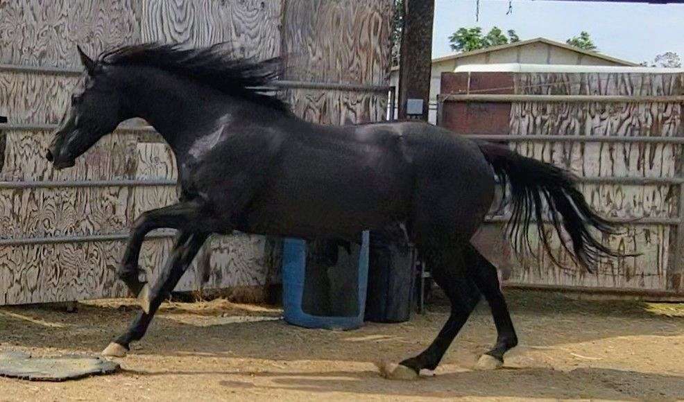 Black and Beautiful Great Loving Personality &Athletic Warmblood Type Mare