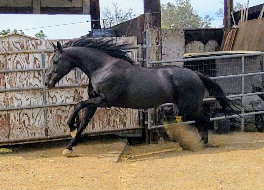 Black and Beautiful Great Loving Personality &Athletic Warmblood Type Mare
