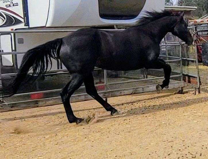 Black and Beautiful Great Loving Personality &Athletic Warmblood Type Mare