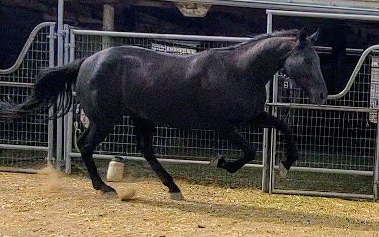 Black and Beautiful Great Loving Personality &Athletic Warmblood Type Mare