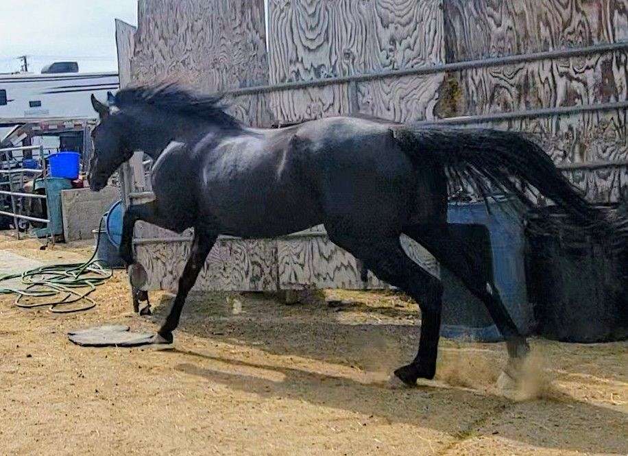 Black and Beautiful Great Loving Personality &Athletic Warmblood Type Mare