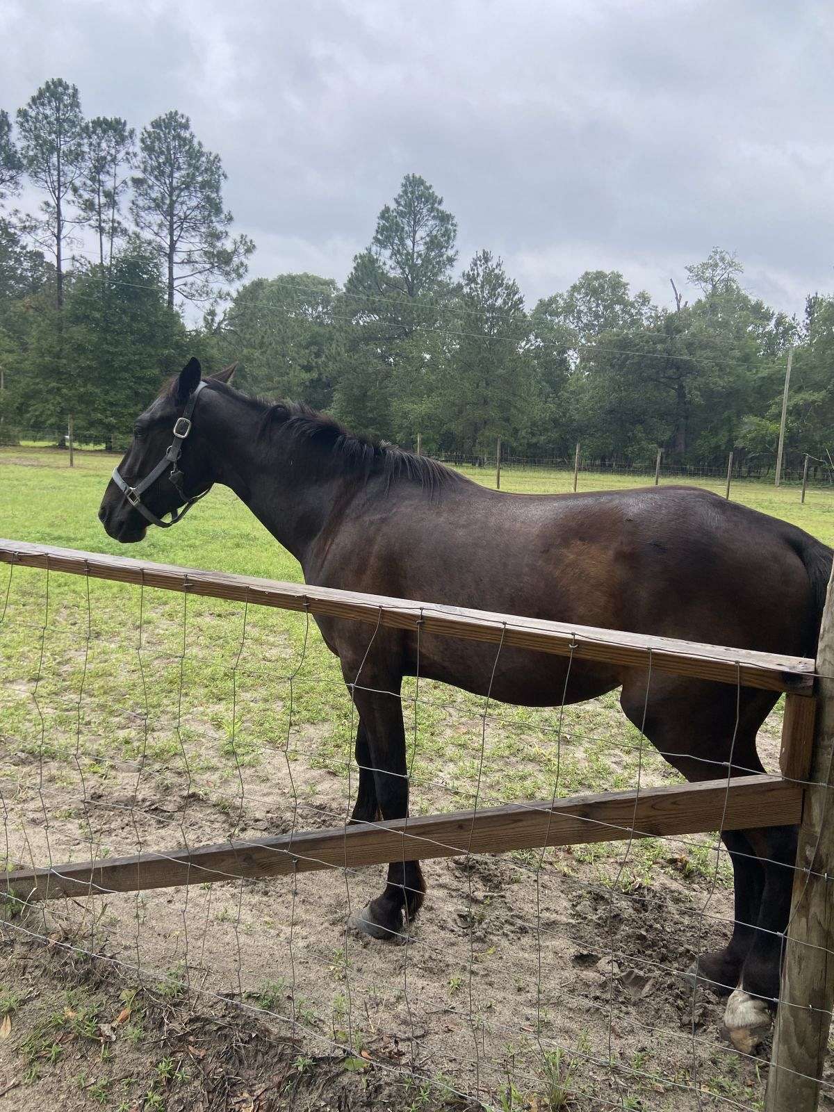 The Most Incredible Friesian Cross Gelding George
