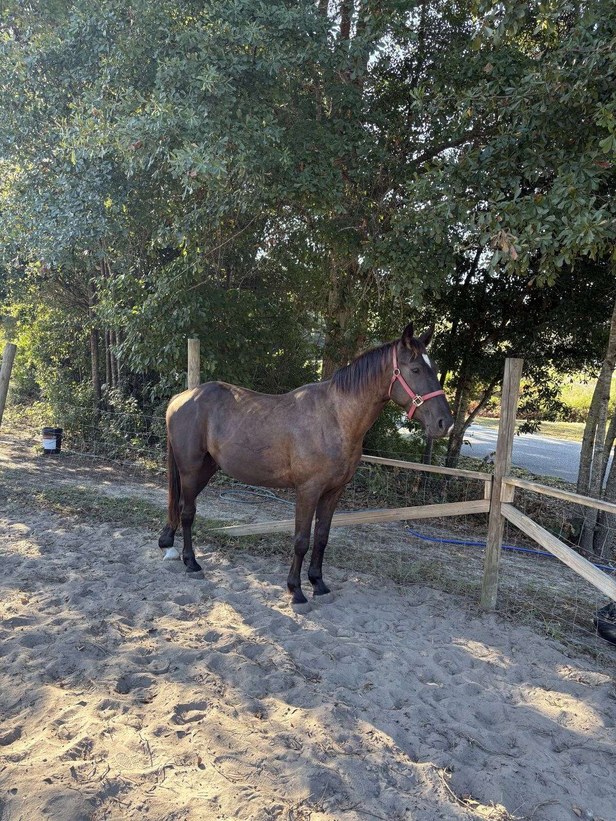 Merry Christmas a Wonderful Christmas Gift Friesian Gelding Good Boy George