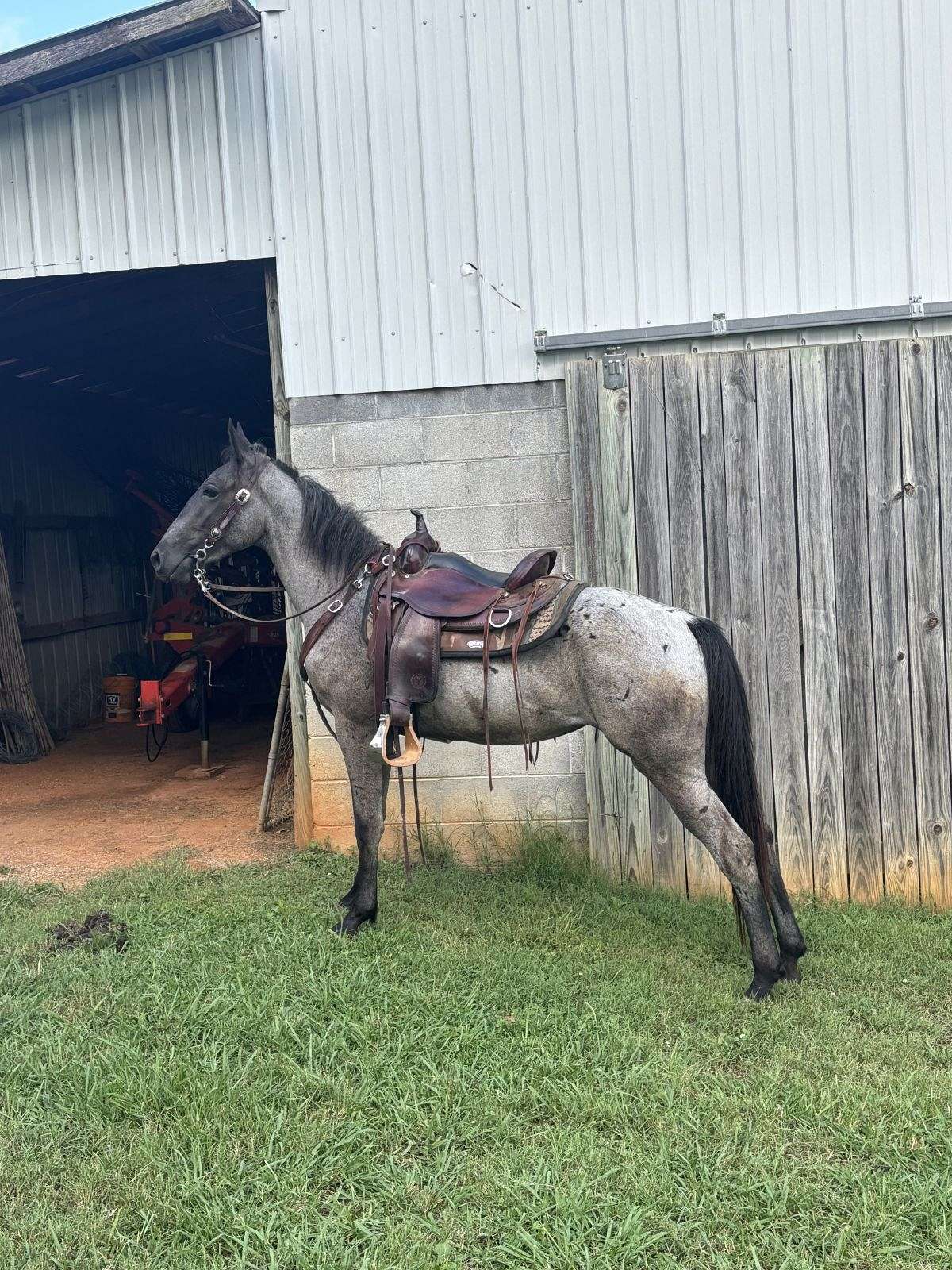 3 Year Old Tennessee Walking Horse Mare-Blue Roan