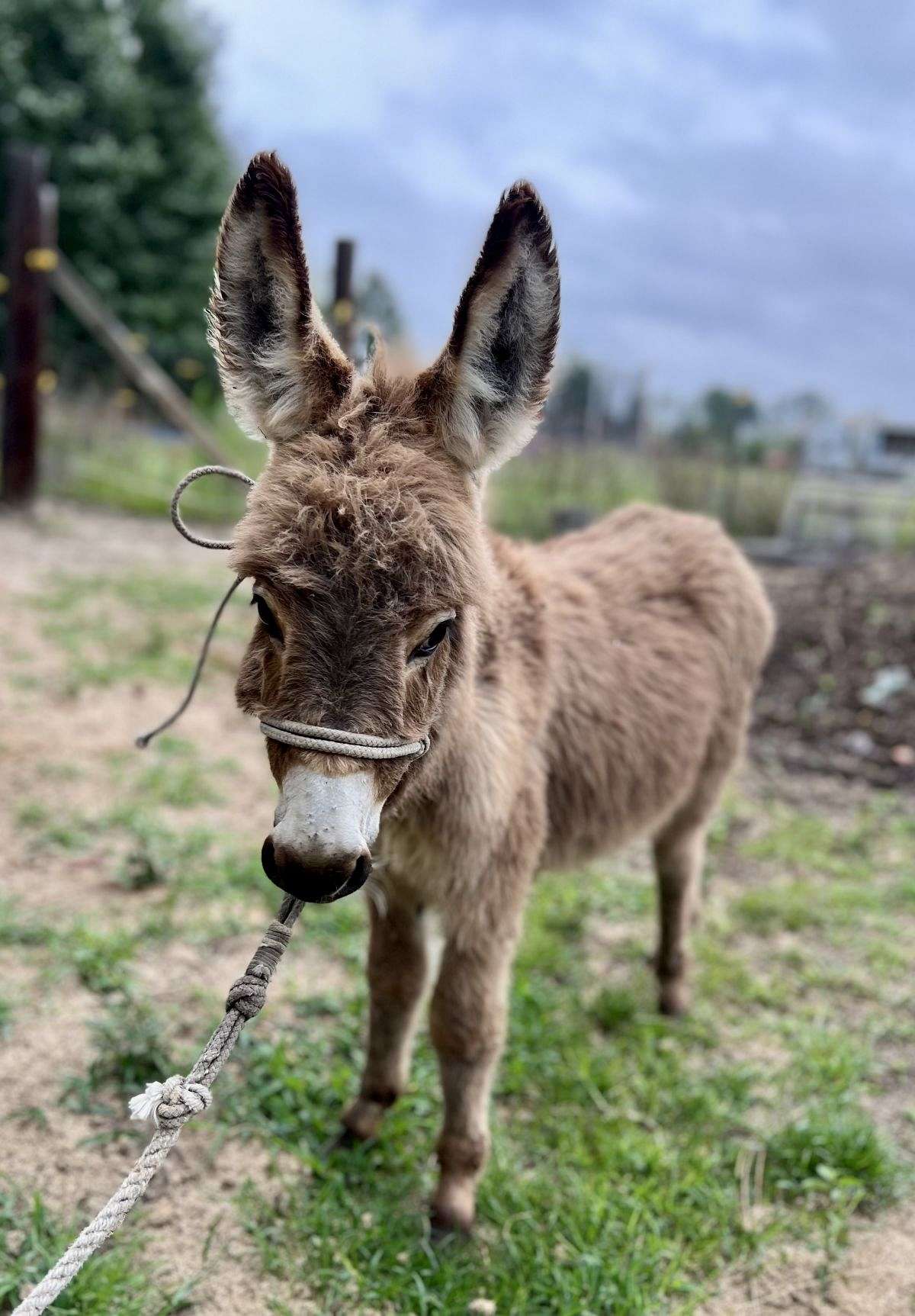 Castiel. Miniature Jack 3 Months Old