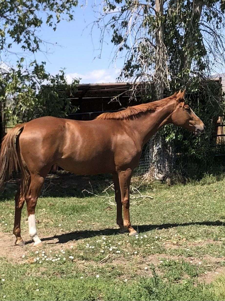 Gorgeous OTTB Mare