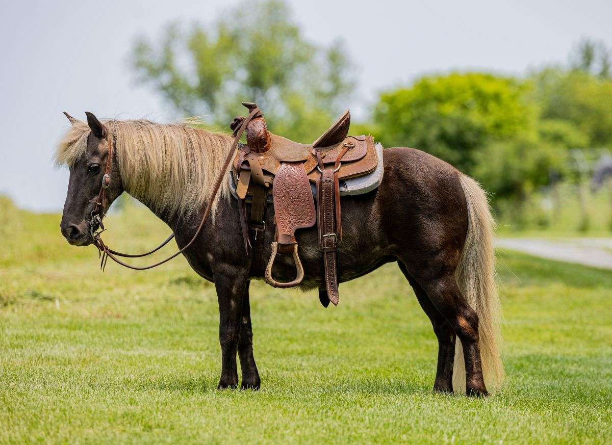 Tootsie -Beautiful Chocolate Dappled Pony