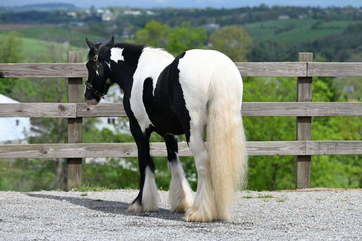 Autumn Hollow Celtic Thunder Aka Romeo