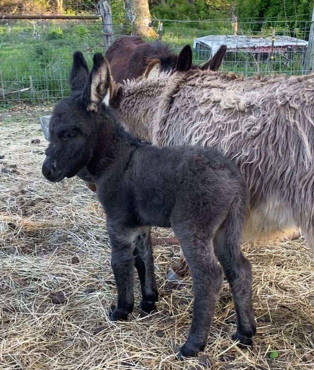 Copper Star Farm Fiddler On the Roof / Woolly