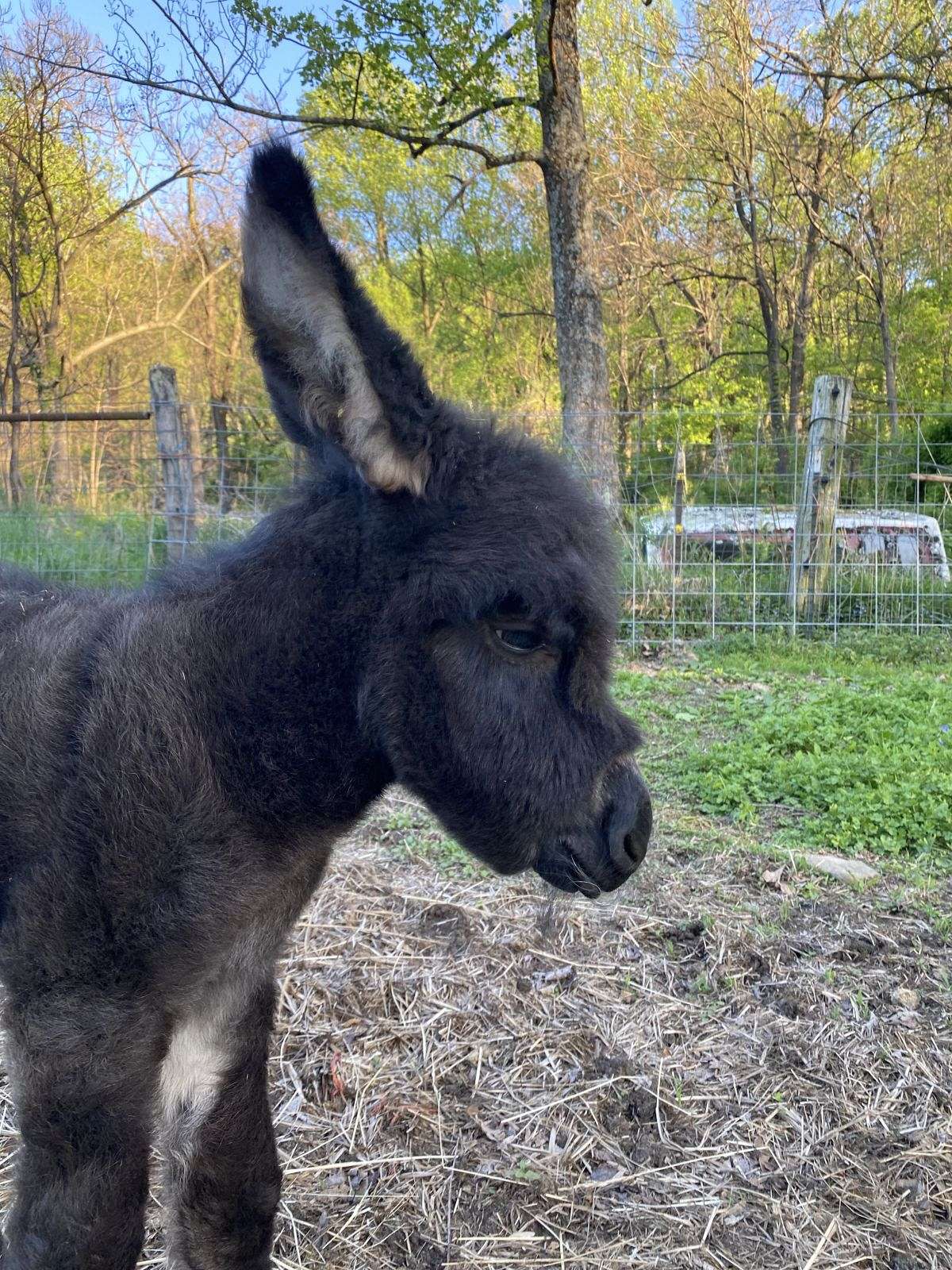 Copper Star Farm Fiddler On the Roof / Woolly