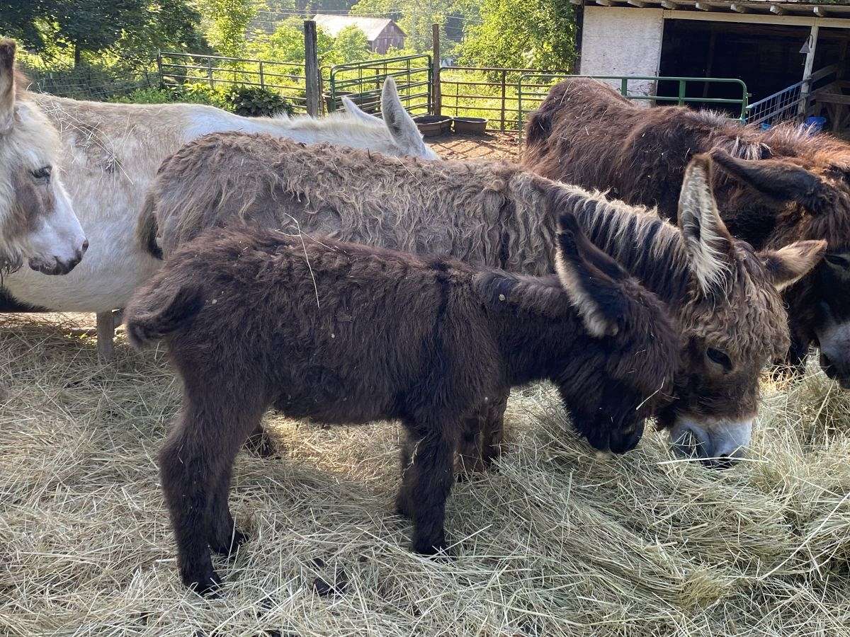 Copper Star Farm Fiddler On the Roof / Woolly