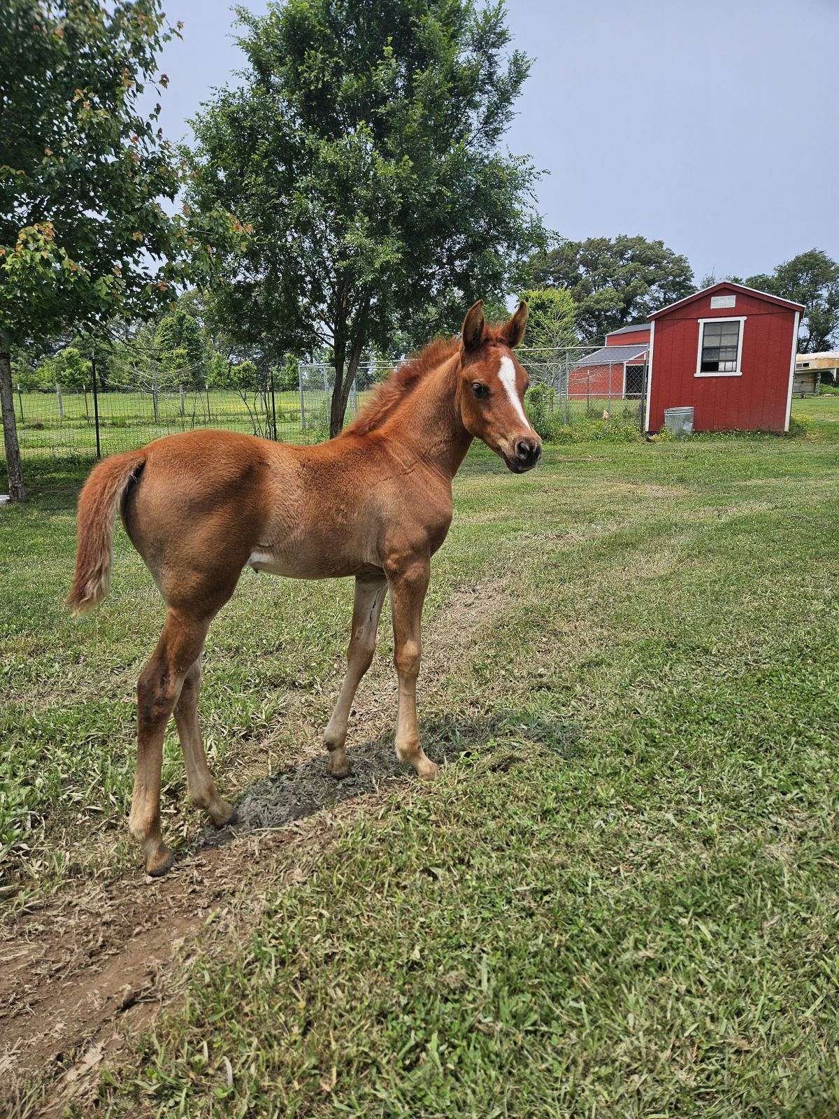 Solid Built Purebred Filly