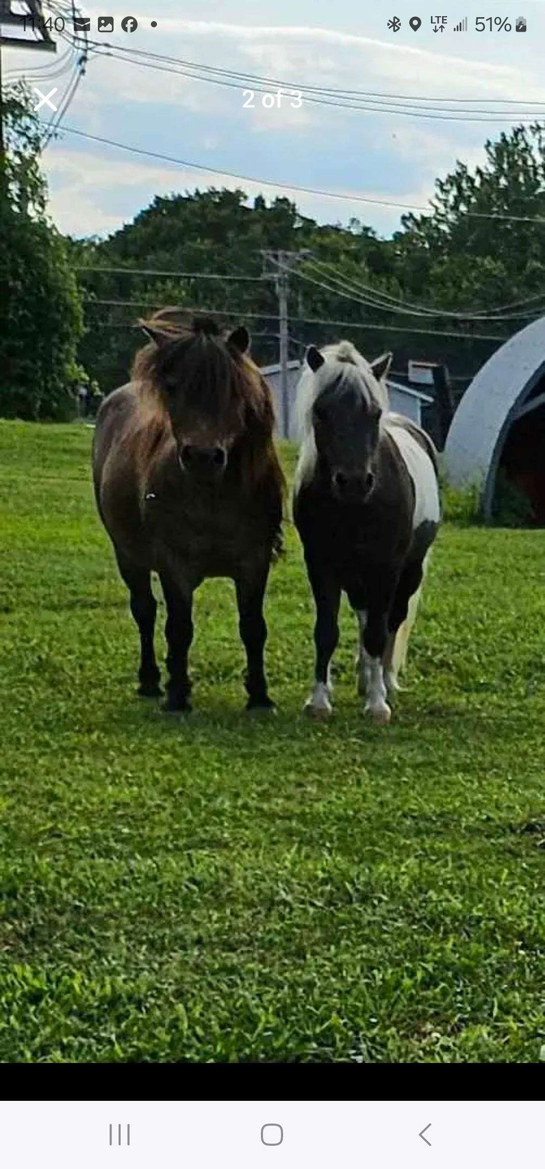 Miniature Horse Pair Stud & Gelding
