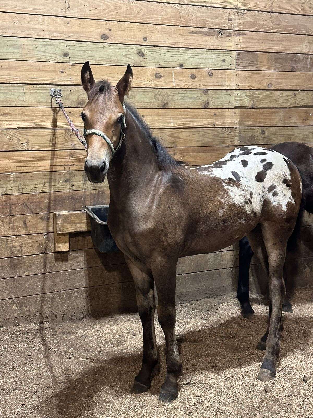 Stunning 1/2 Friesian 1/2 Appaloosa Filly