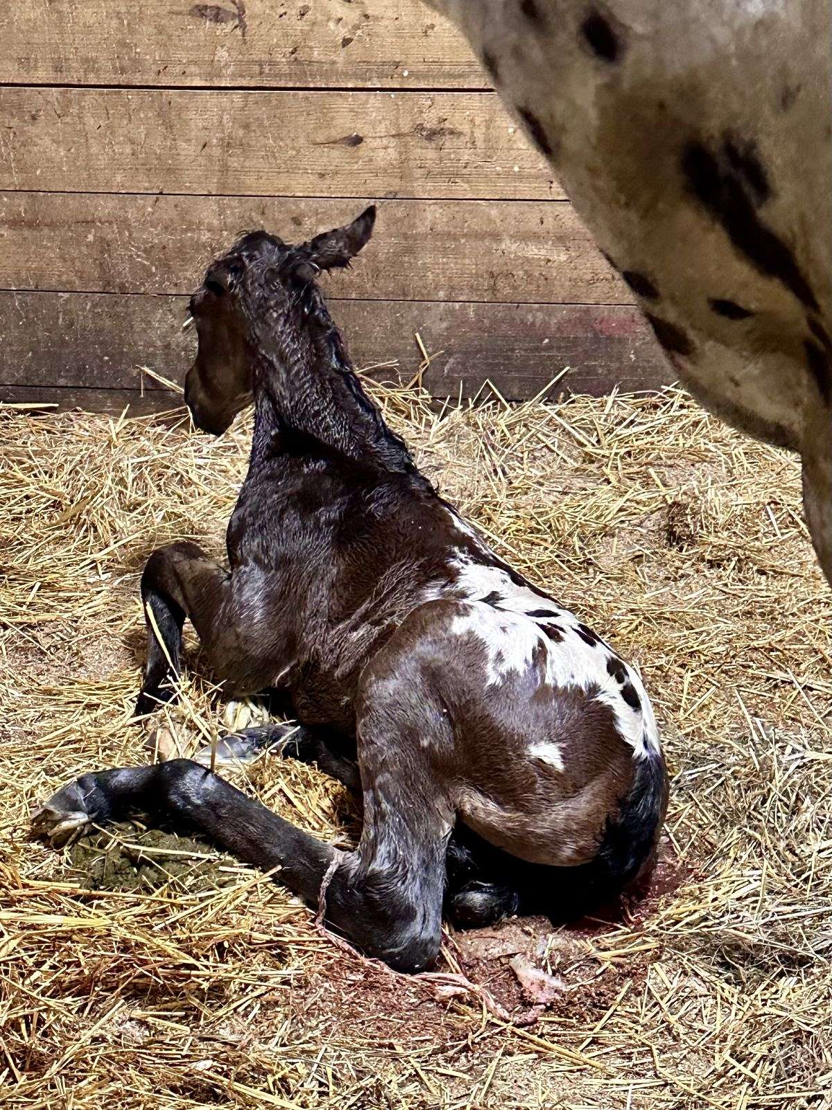 Stunning 1/2 Friesian 1/2 Appaloosa Filly