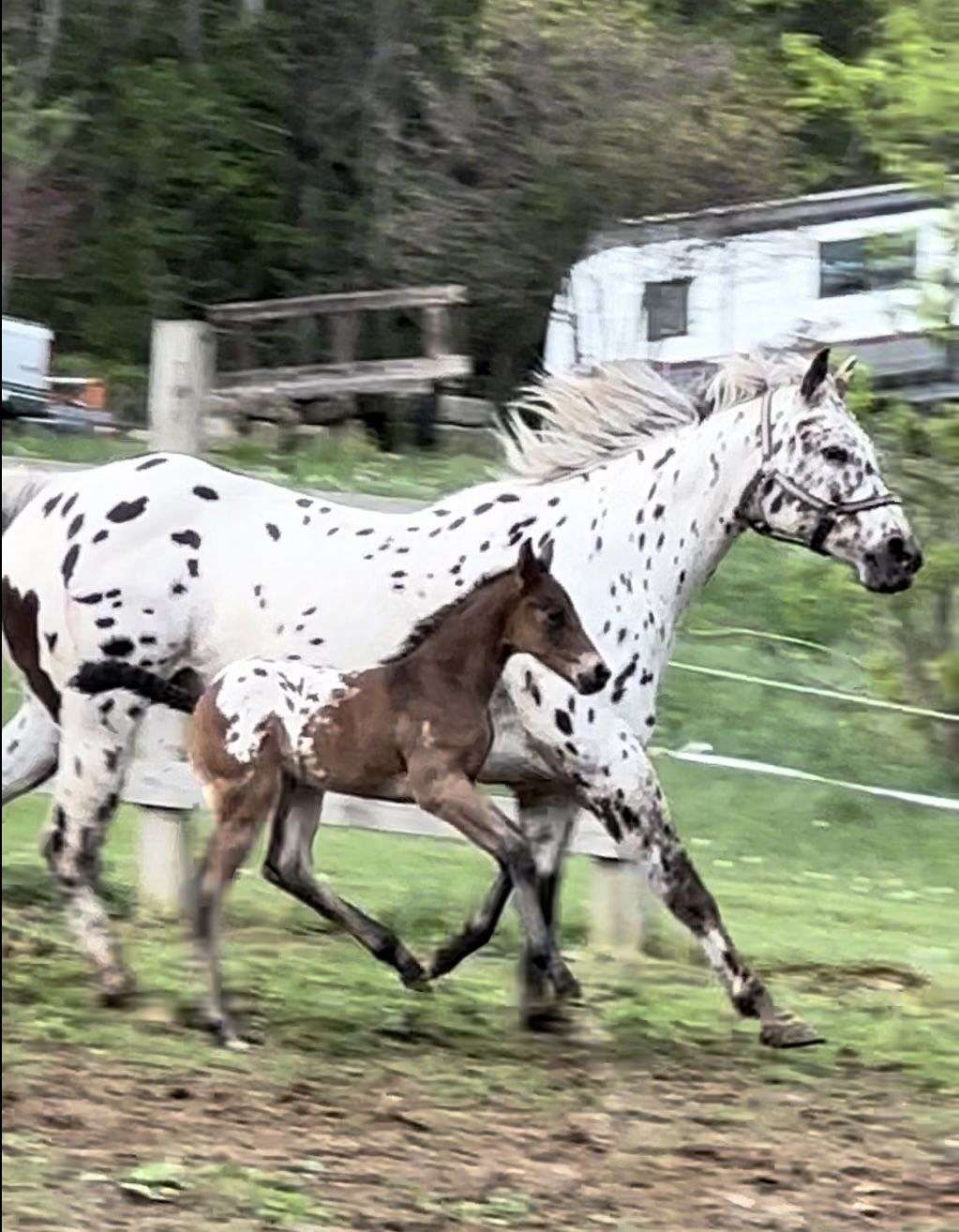 Stunning 1/2 Friesian 1/2 Appaloosa Filly