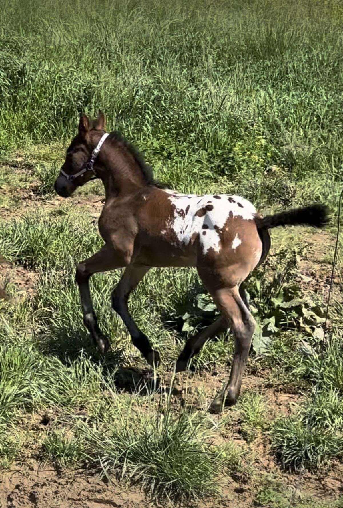 Stunning 1/2 Friesian 1/2 Appaloosa Filly