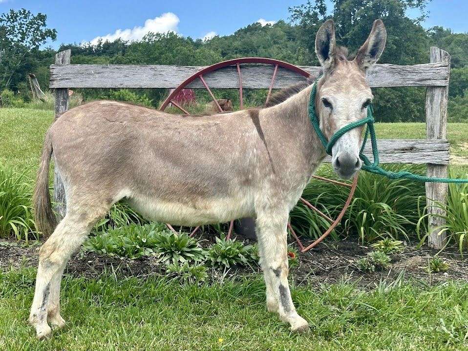 Miniature Jenny Donkey