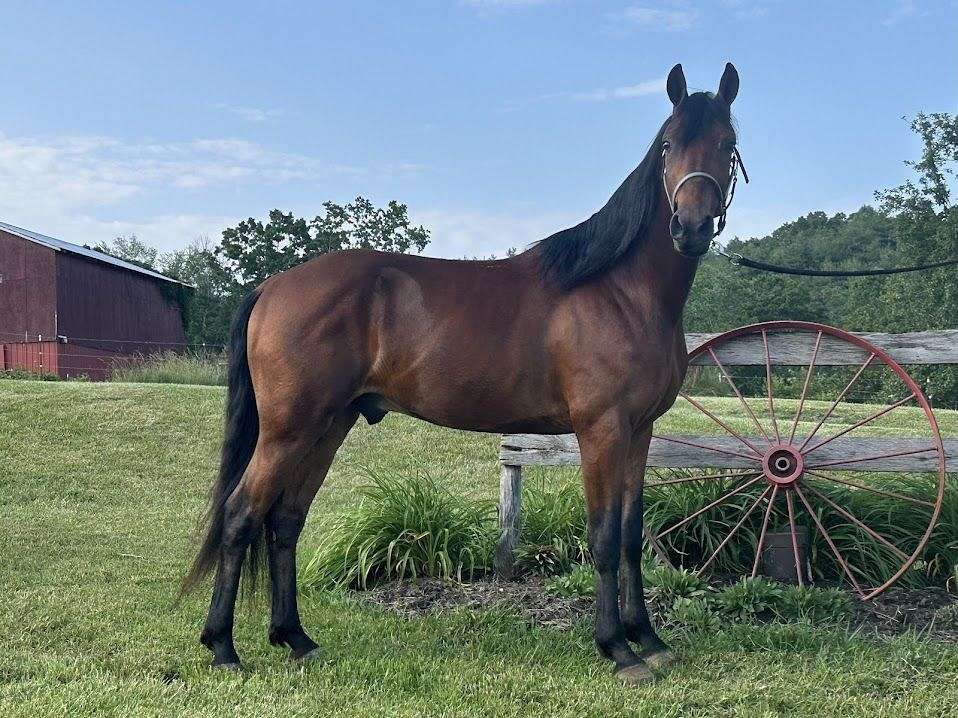 Standardbred X Racking Horse Gelding