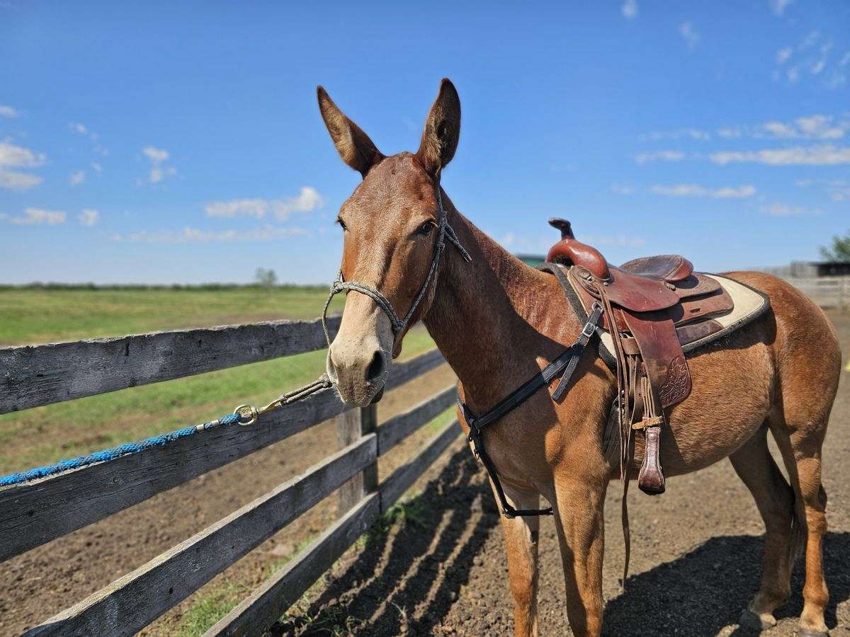 Super Friendly and Quiet Mule