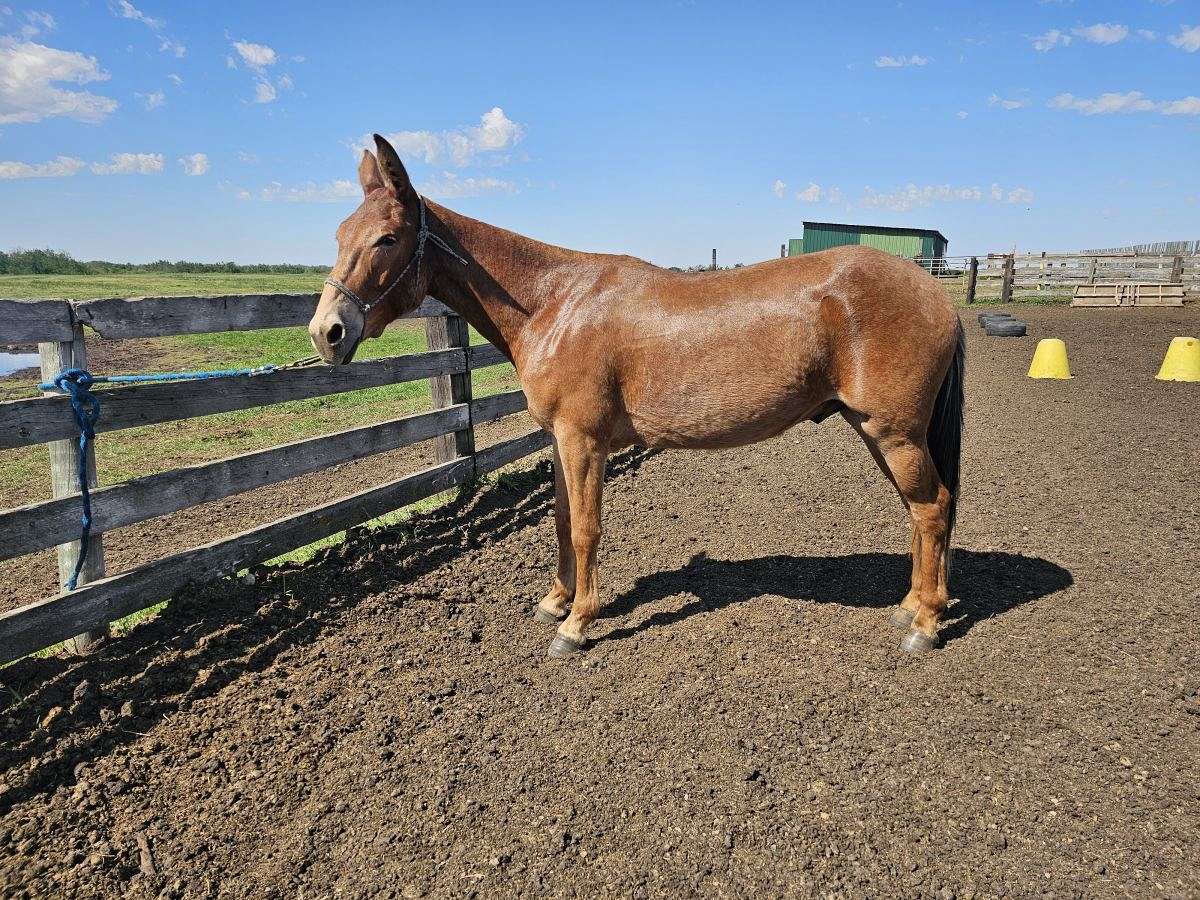 Super Friendly and Quiet Mule