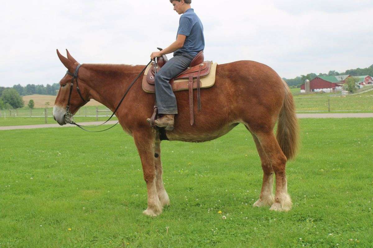 Quiet and Gentle Mule