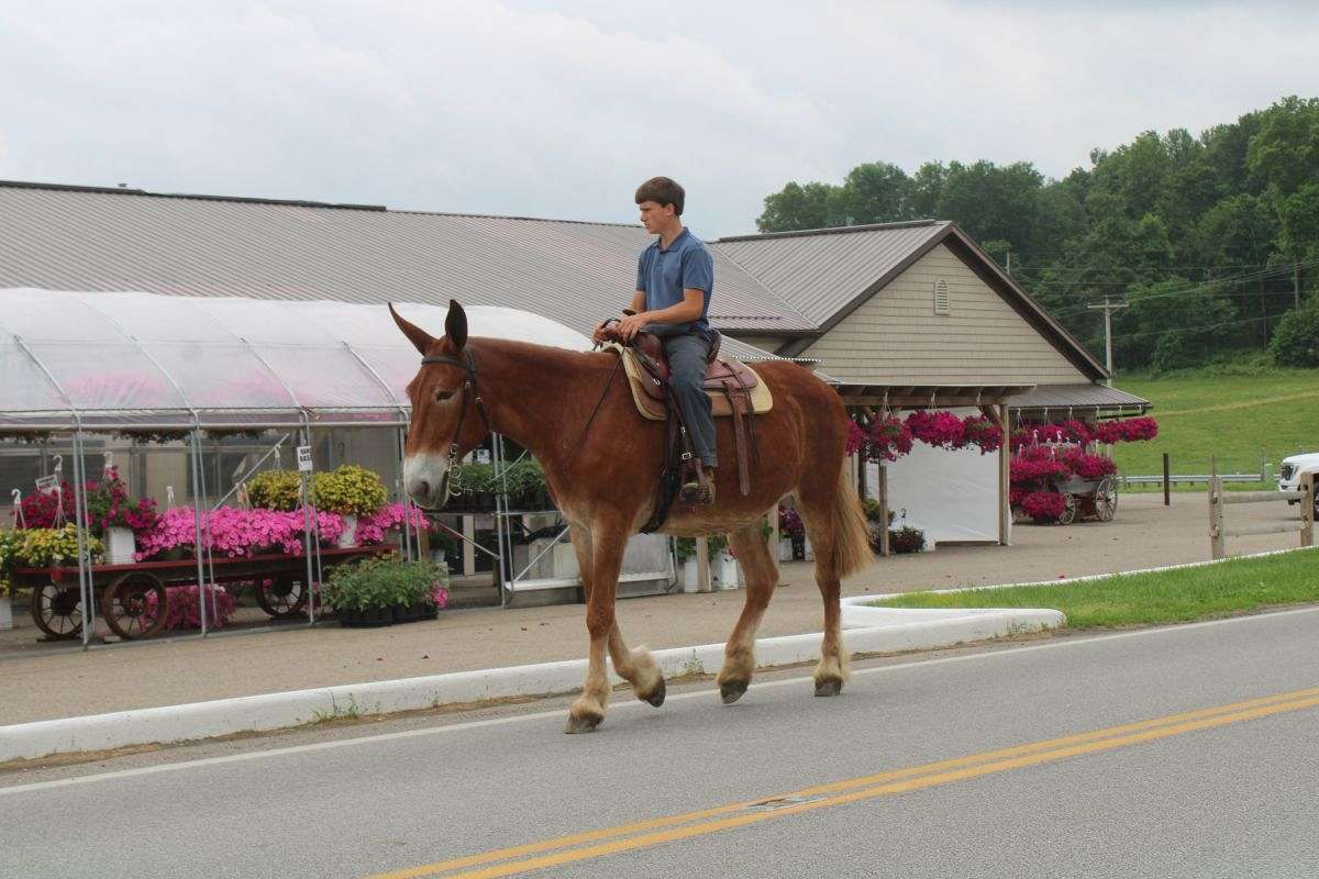 Quiet and Gentle Mule