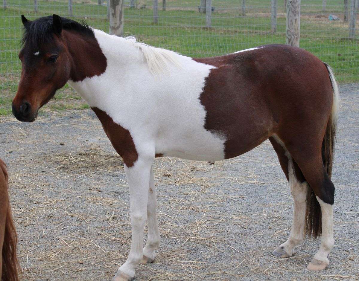 Sold-2 in 1 Pkg Well-Bred Versatile Miniature Pinto Mare for Sale