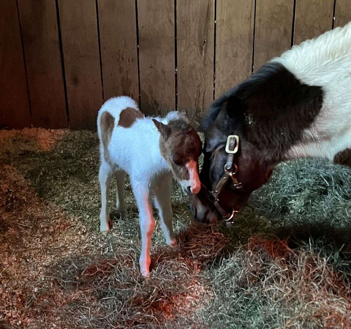 Sold-2 in 1 Pkg Well-Bred Versatile Miniature Pinto Mare for Sale