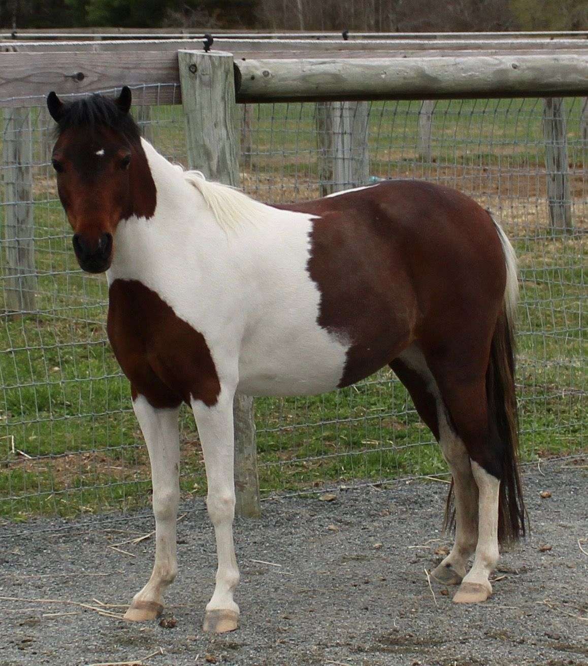 2 in 1 Pkg Well-Bred Versatile Miniature Pinto Mare for Sale
